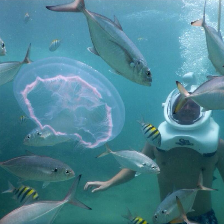 Aqua Adventures Puerto Rico | Scuba Diving & Snorkeling in Fajardo ...