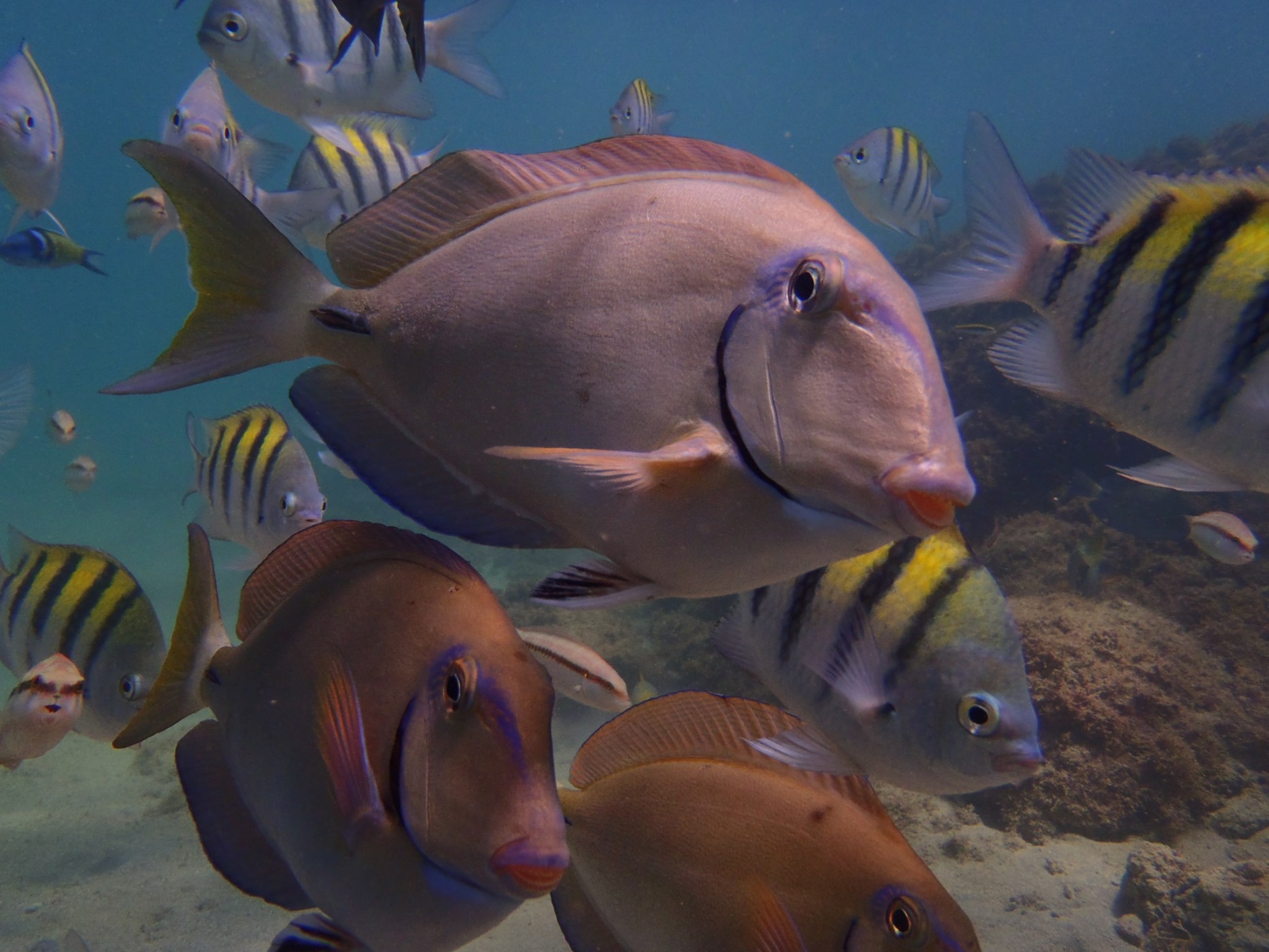 Aqua Adventures Puerto Rico | Scuba Diving & Snorkeling in Fajardo ...